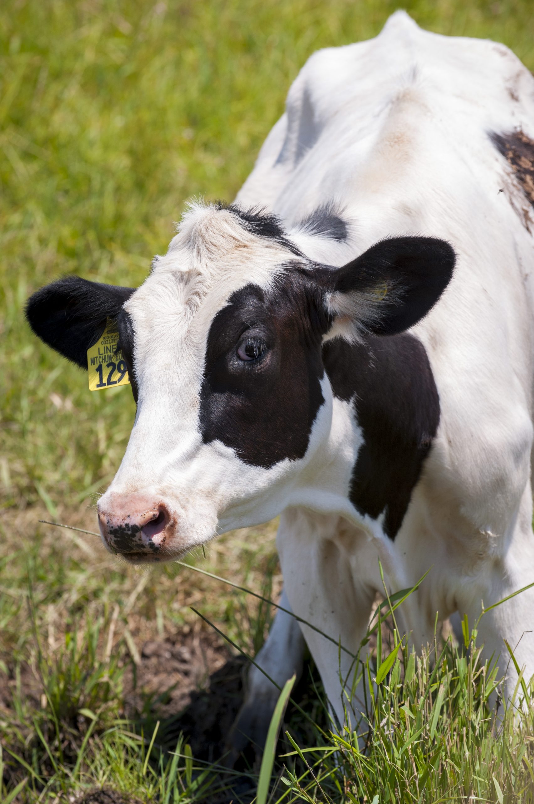 Survey: Connecticut Cost of Dairy Production Survey | Department of ...